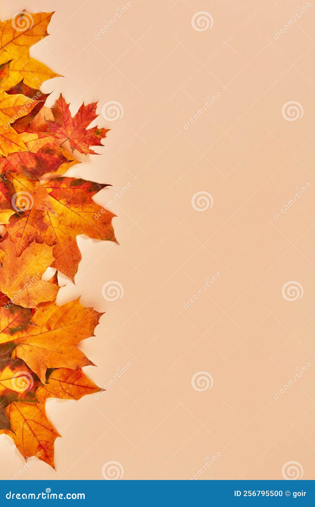 Autumn Leaves with Copy Space Stock Photo - Image of leaf, design ...