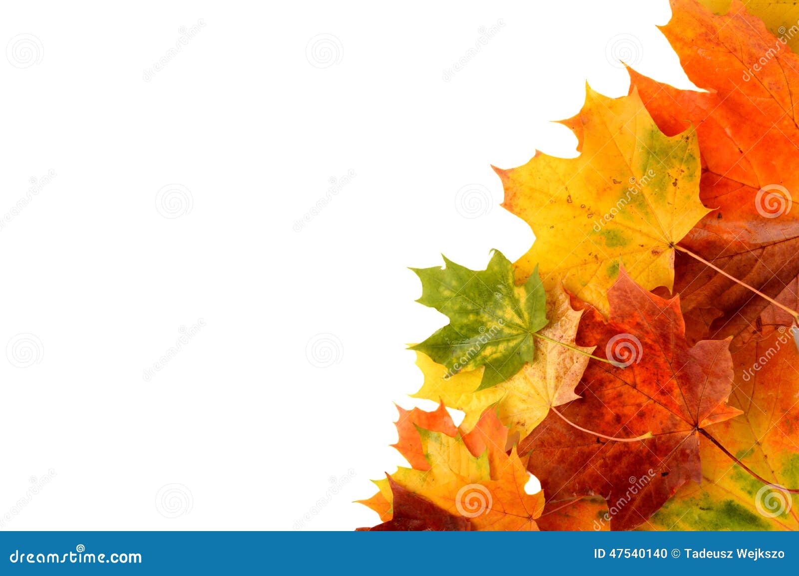Autumn Leaves in the Corner Isolated on White Stock Photo - Image of ...