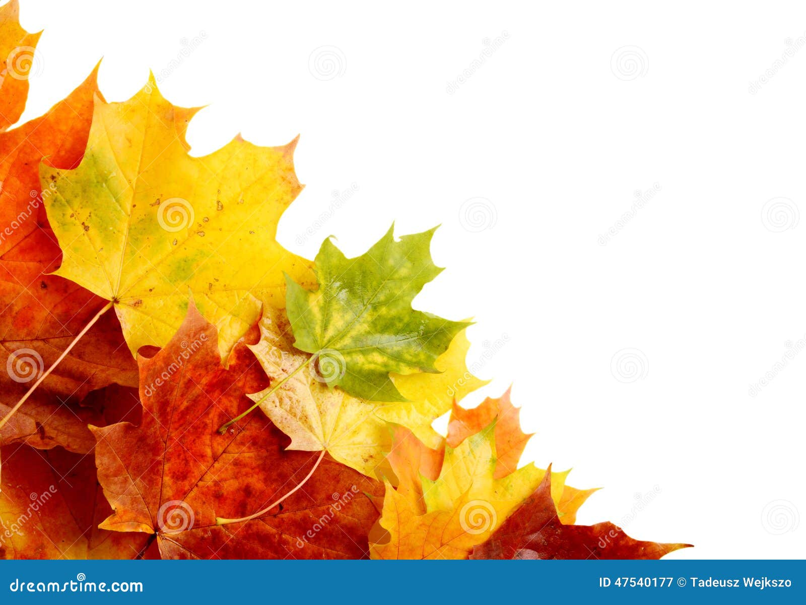 Autumn Leaves In The Corner Isolated On White Stock Photo - Image: 47540177