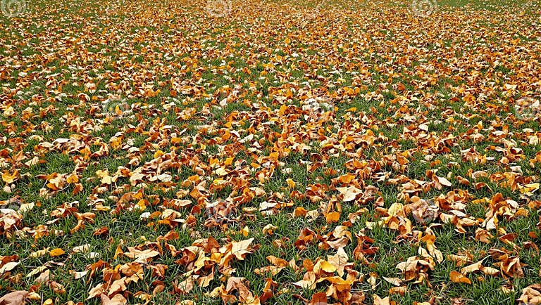 Autumn Leaves Covering Backyard Lawn in Disarray Stock Illustration ...