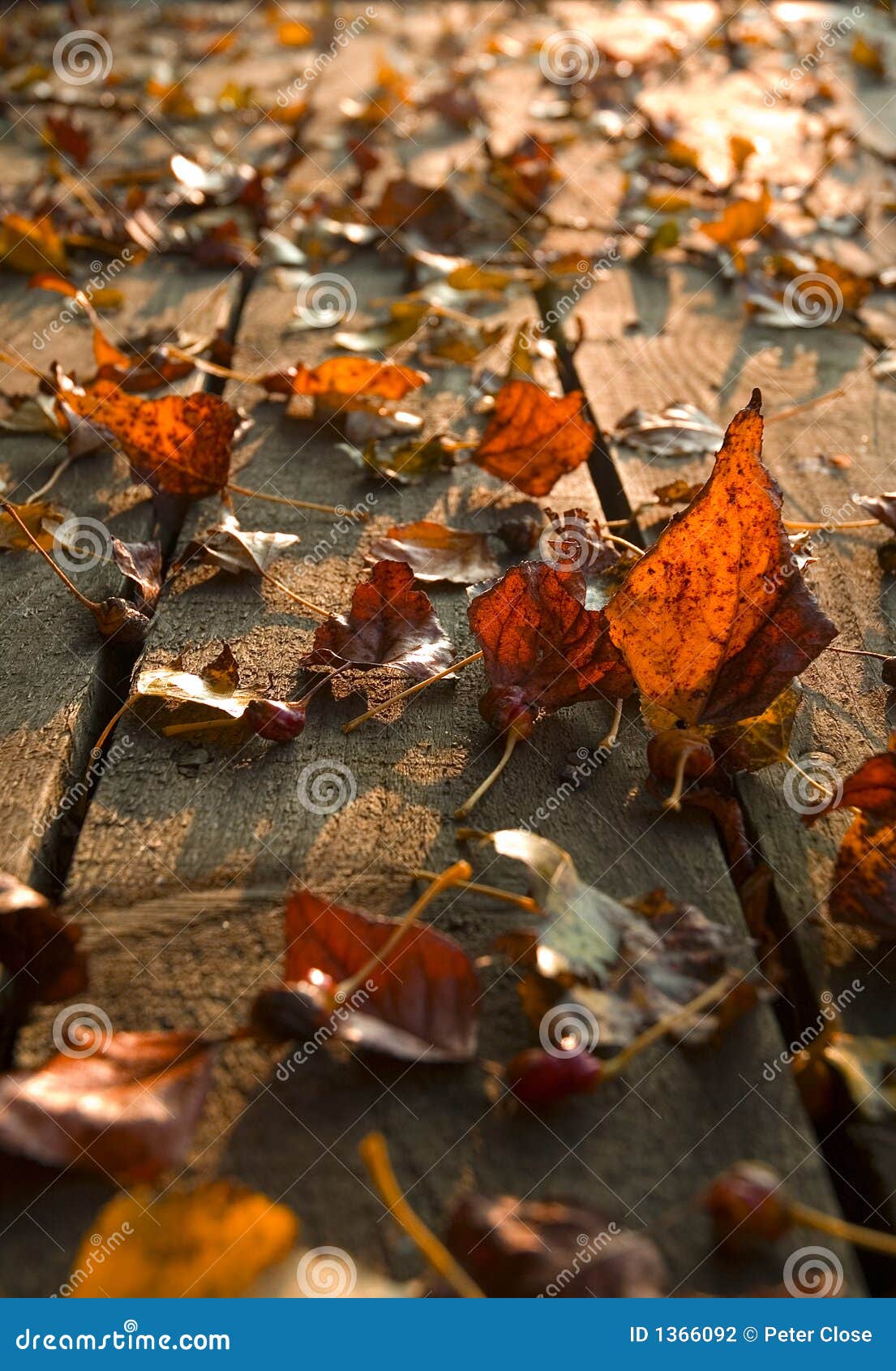 Autumn leaves on deck stock photo. Image of fall, falling - 1366092