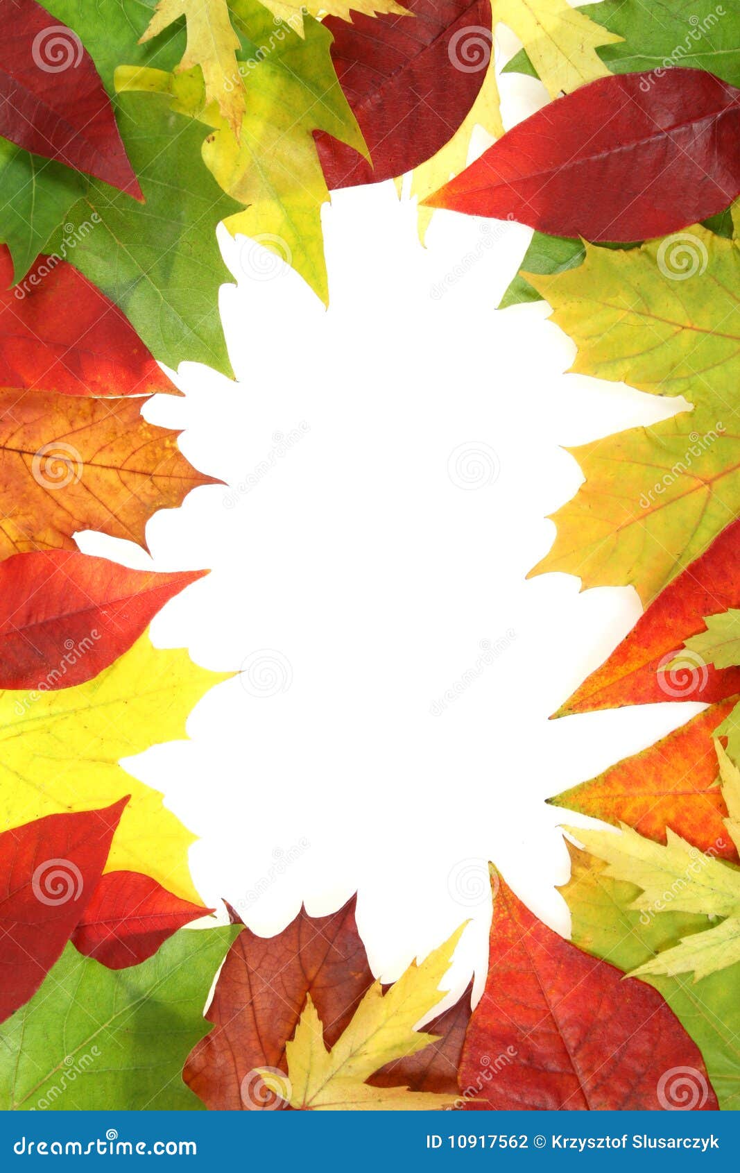 Autumn leaves design stock photo. Image of colourful - 10917562