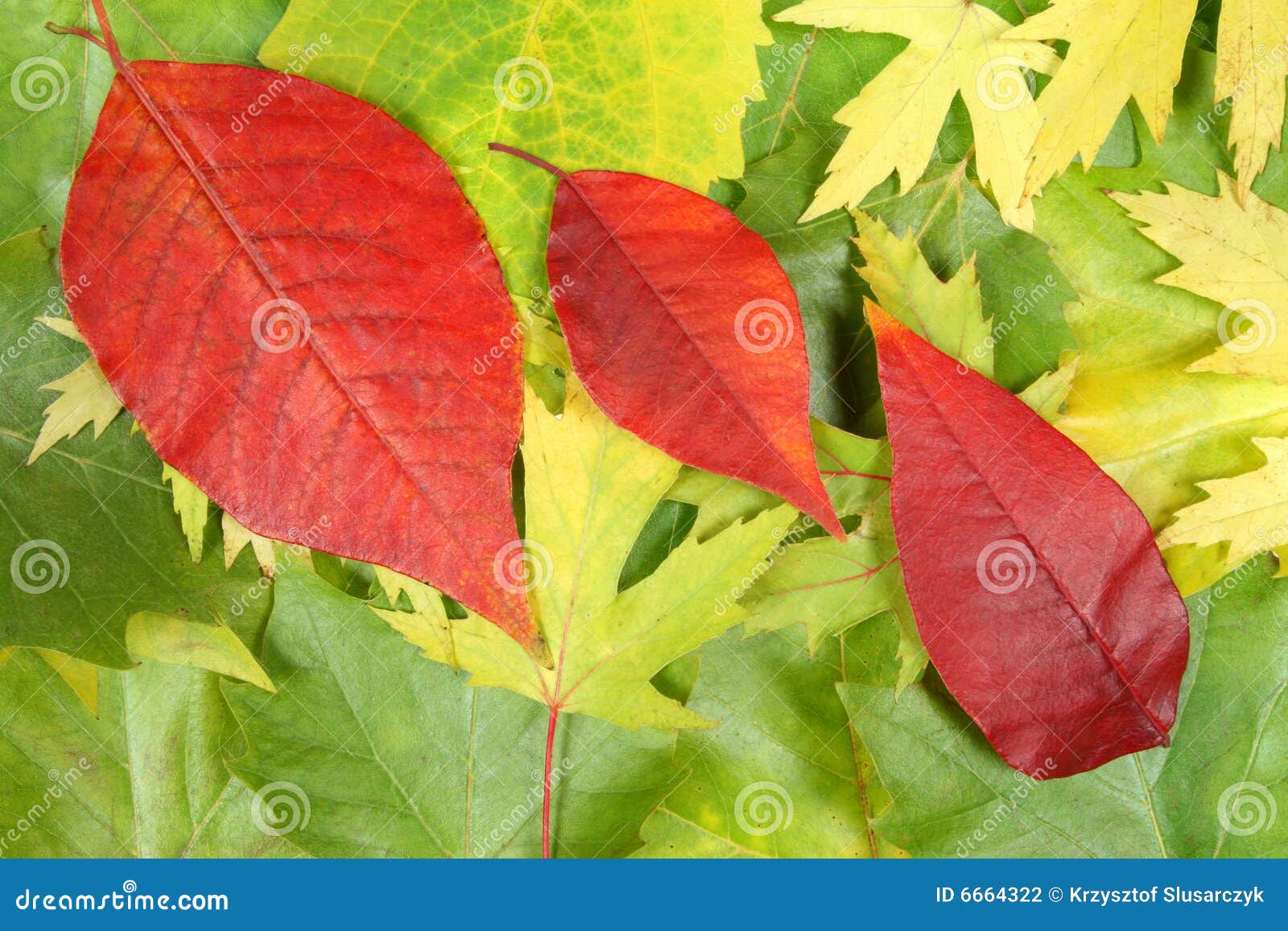 Autumn leaves design stock photo. Image of texture, woods - 6664322