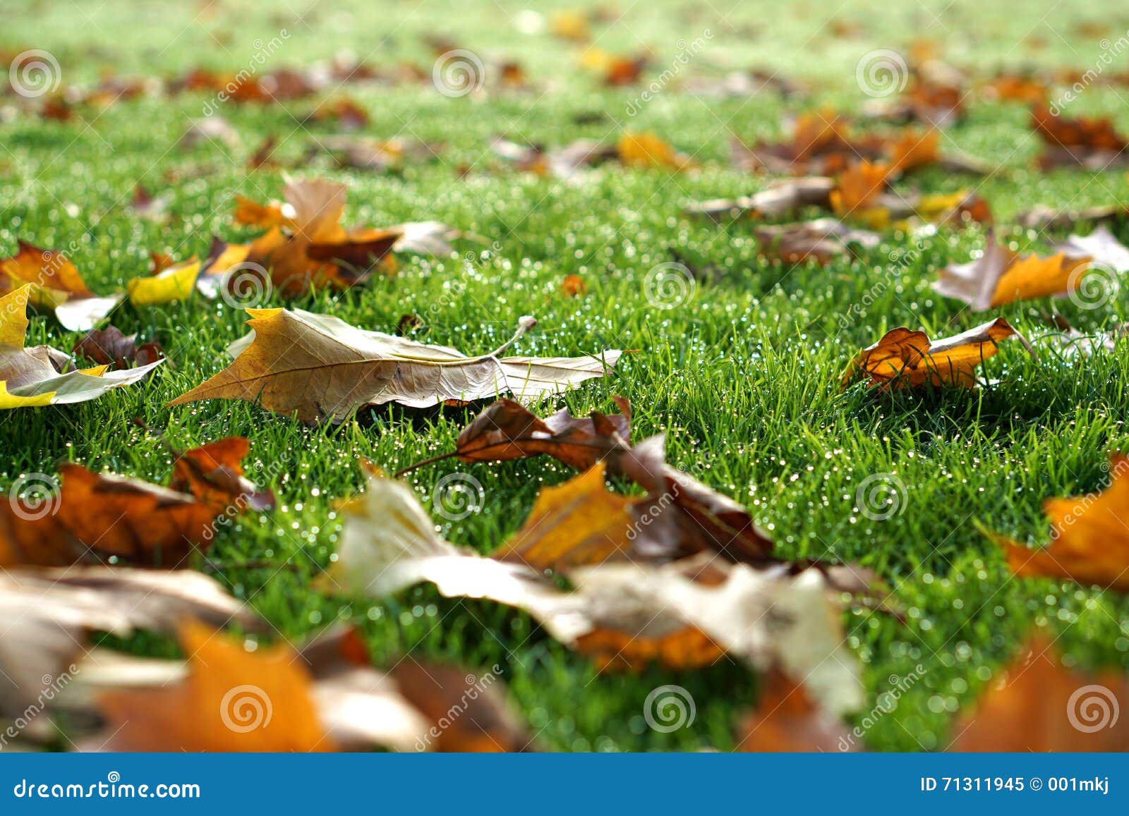 Autumn Leaves on Dewy Grass, Selective Focus Stock Image - Image of ...