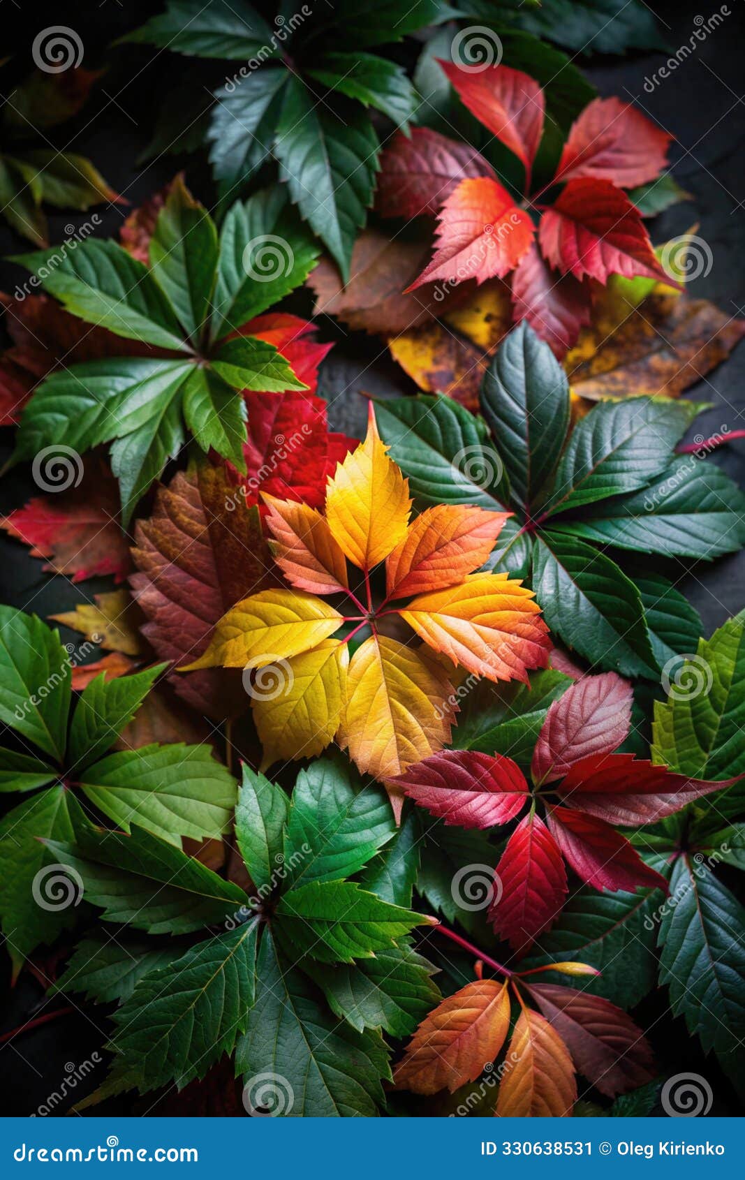 Autumn Leaves of Different Colors Close-up Stock Illustration ...