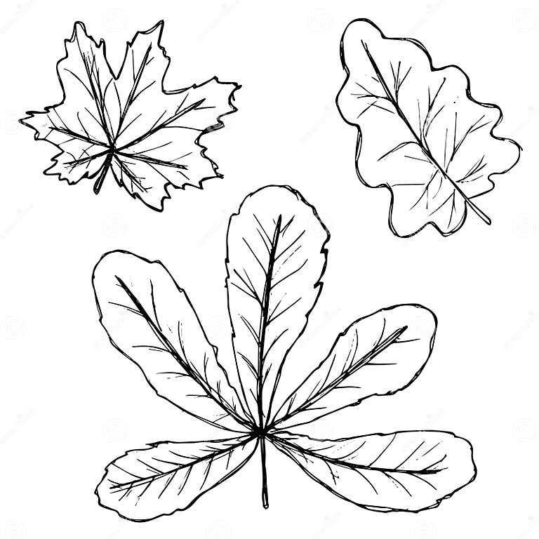 Hand-Drawn Autumn Leaves. Black Doodle Outlines. Simple Black ...