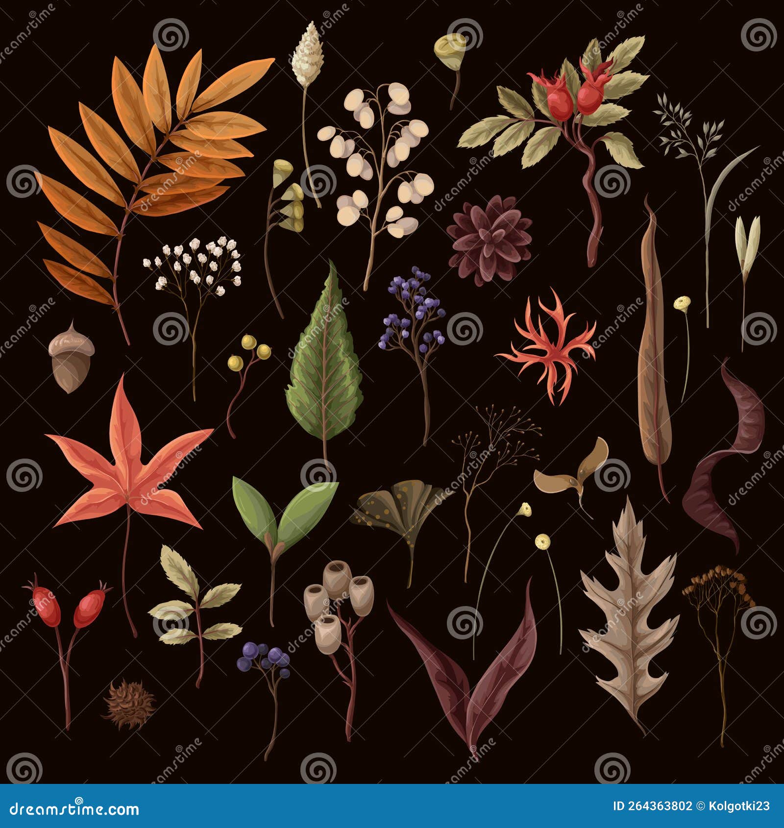 Autumn Leaves and Dried Plants Isolated. Vector. Stock Vector ...