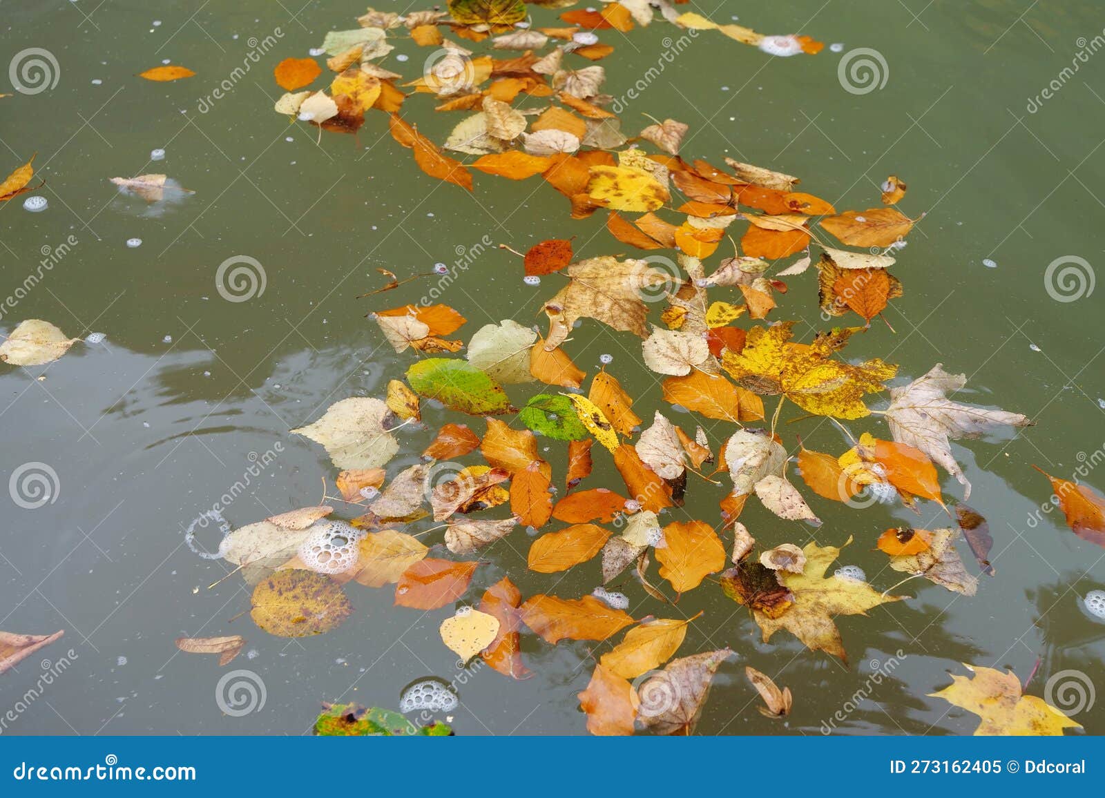 Autumn Leaves Drift in the River Stock Image - Image of current ...