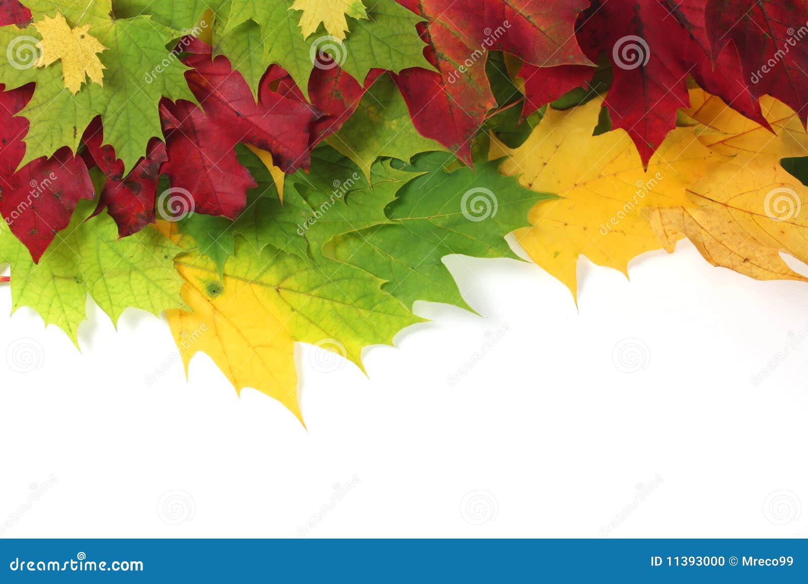 Autumn Leaves on Edge with White Space Stock Photo - Image of tree ...
