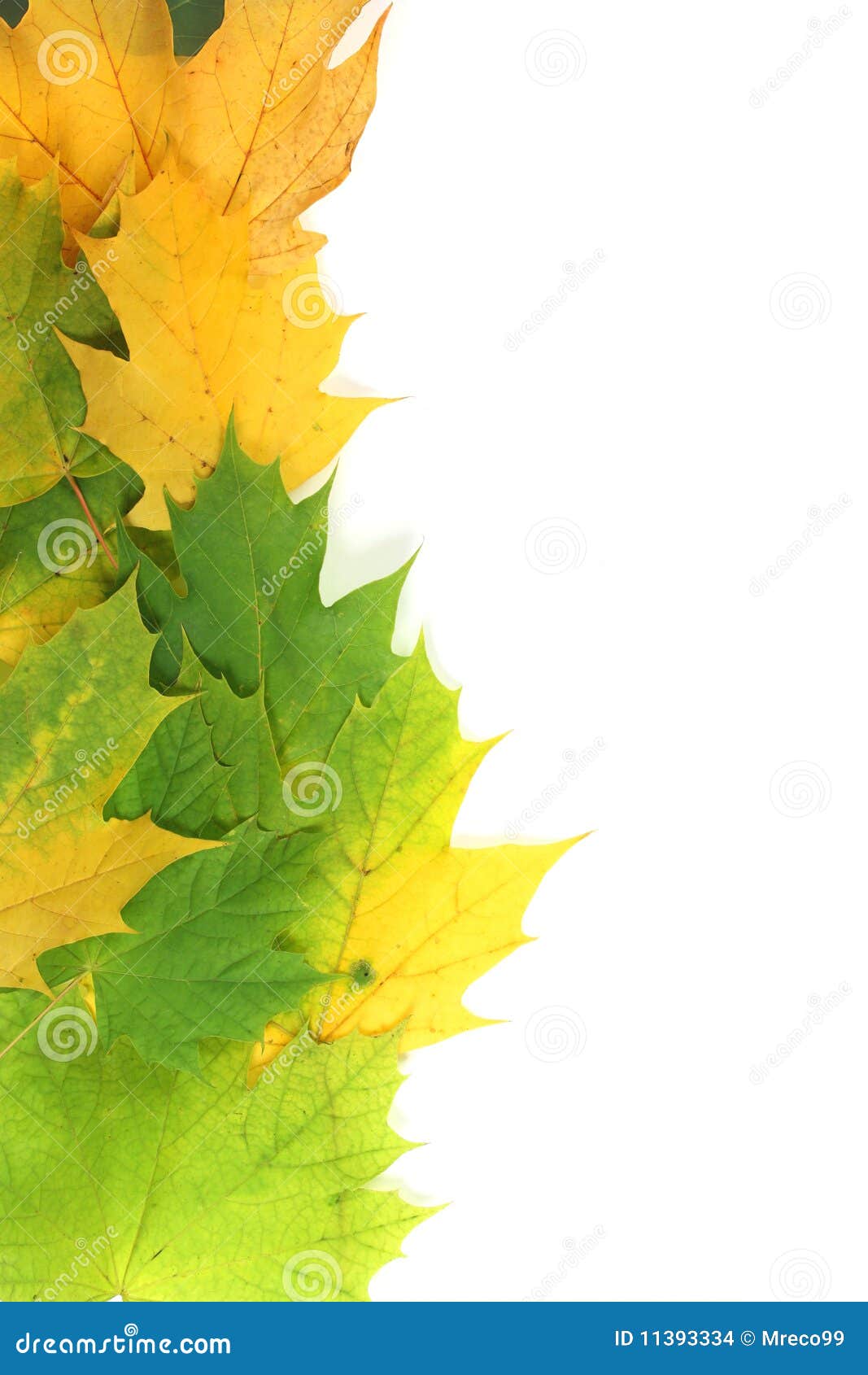 Autumn Leaves on Edge with White Space Stock Photo - Image of colourful ...