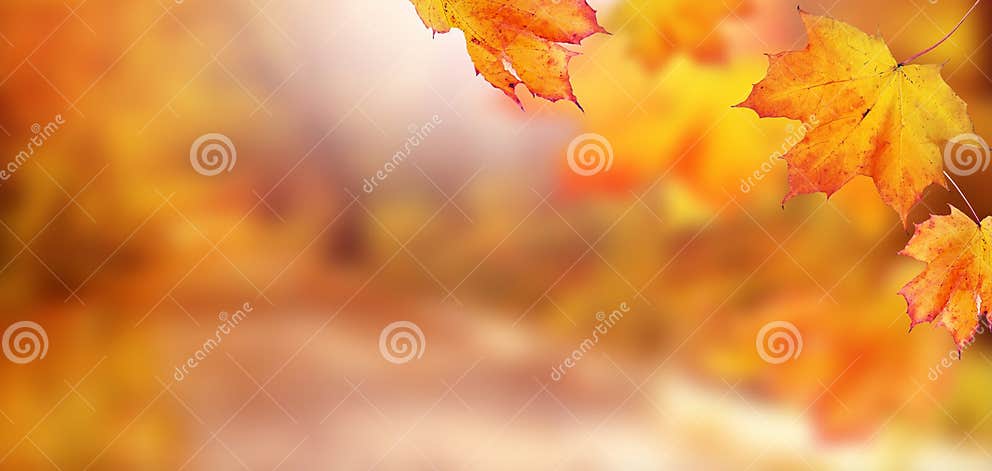 Autumn Leaves on the Fall Blurred Background Stock Photo - Image of ...