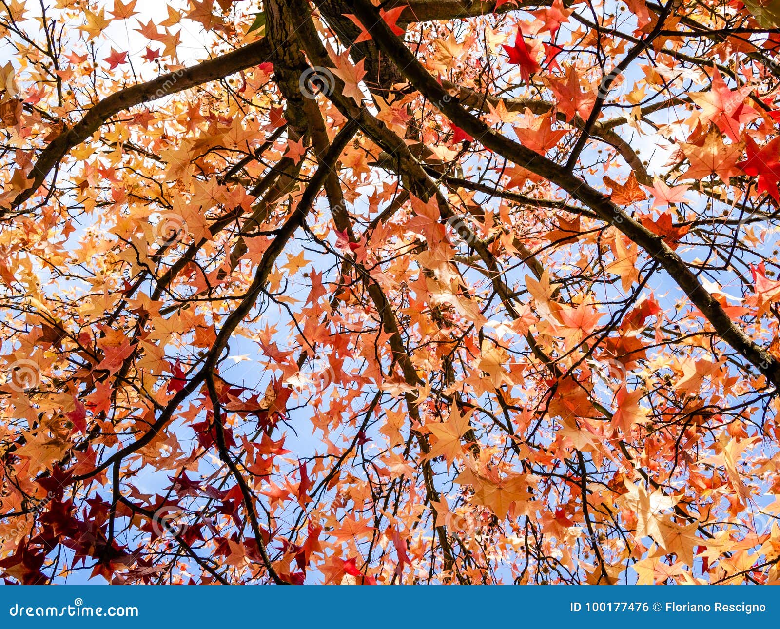 Autumn Leaves Fall from Branches of Trees Stock Photo - Image of branch ...