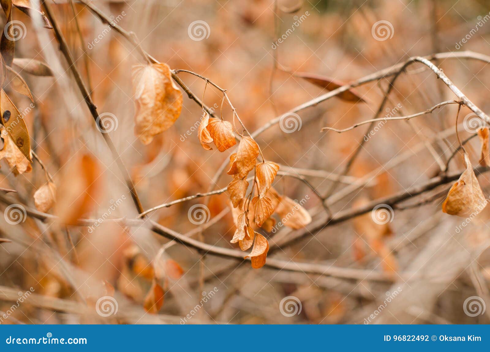 Autumn Leaves Fall Down Hang on the Dry Branch Stock Photo - Image of ...