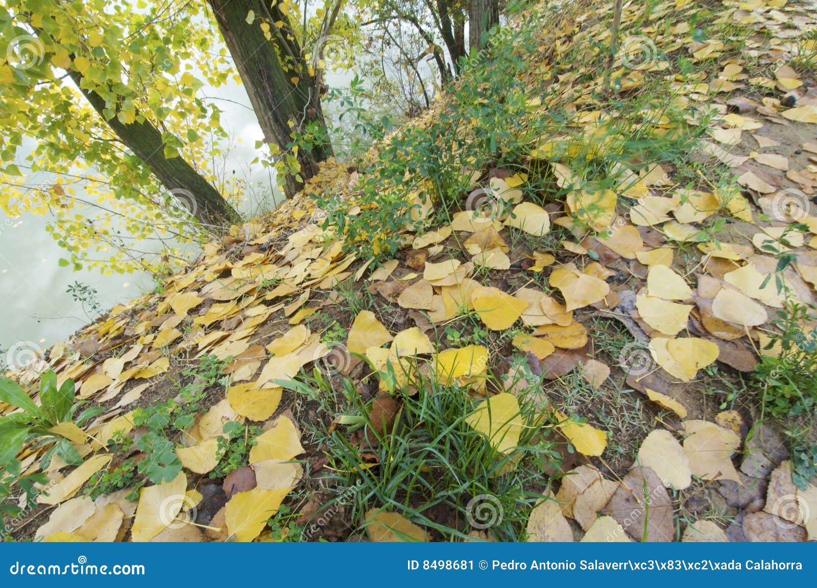 Autumn Leaves Fall on the Floor Stock Image - Image of trees, leafs ...