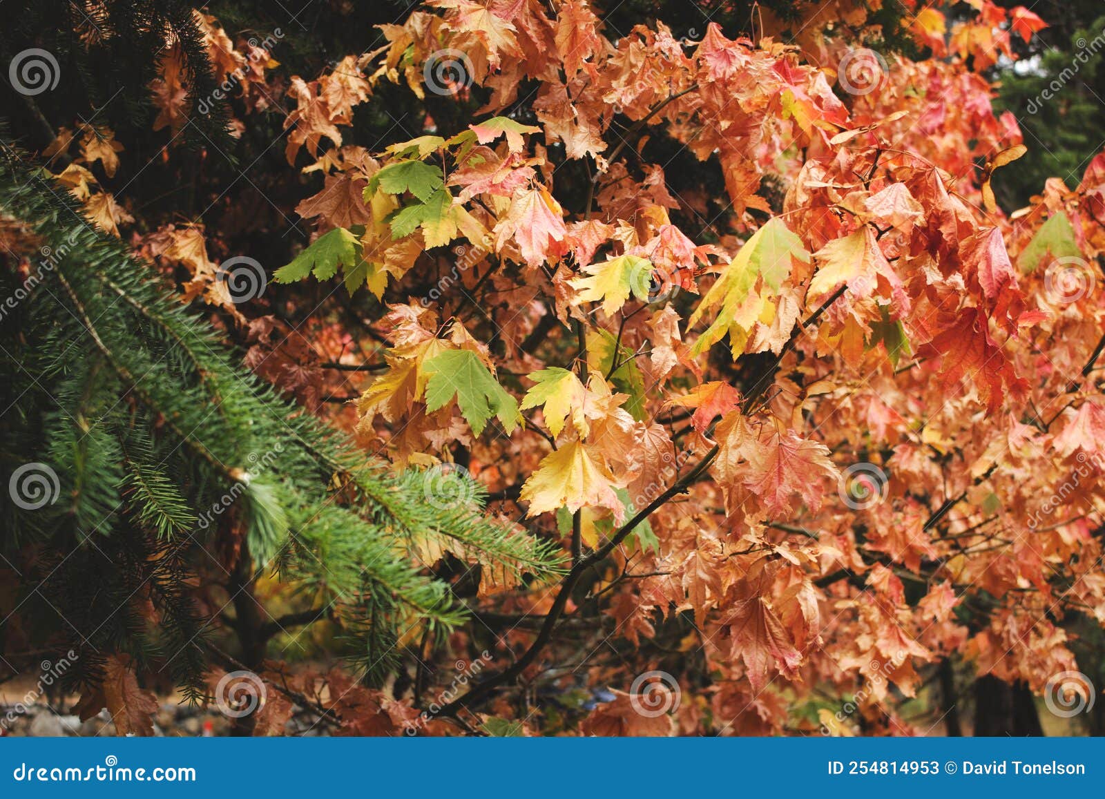 Autumn Leaves, Fall Foliage, Tree Stock Image - Image of golden, plants ...