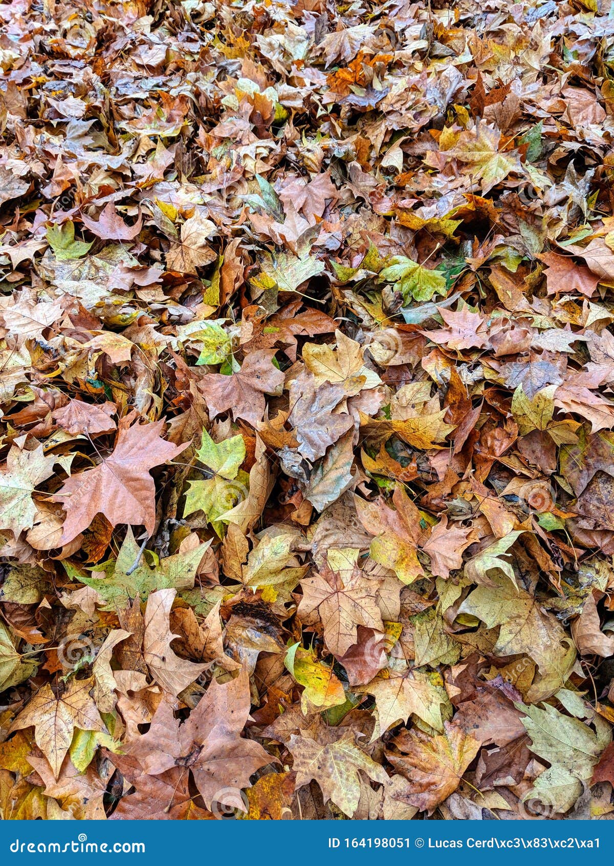 Autumn Leaves Fall. Leaves on the Ground Background Stock Image - Image ...