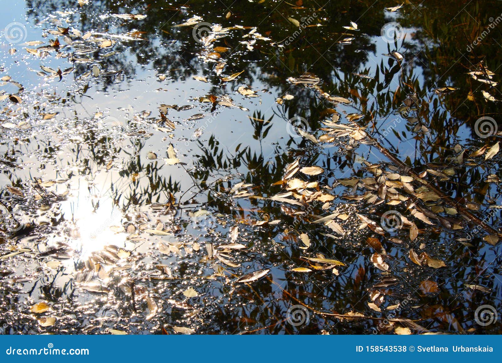 Autumn Leaves Fall in the Pond. Autumn Leaves in the Water Stock Photo ...