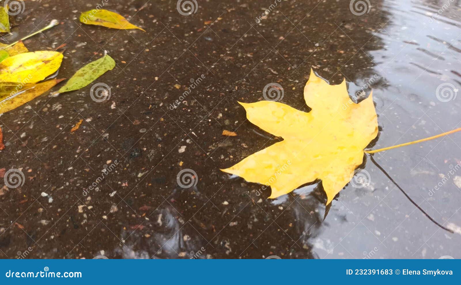 Autumn Leaves Fall into a Puddle in Which Trees are Reflected Stock ...