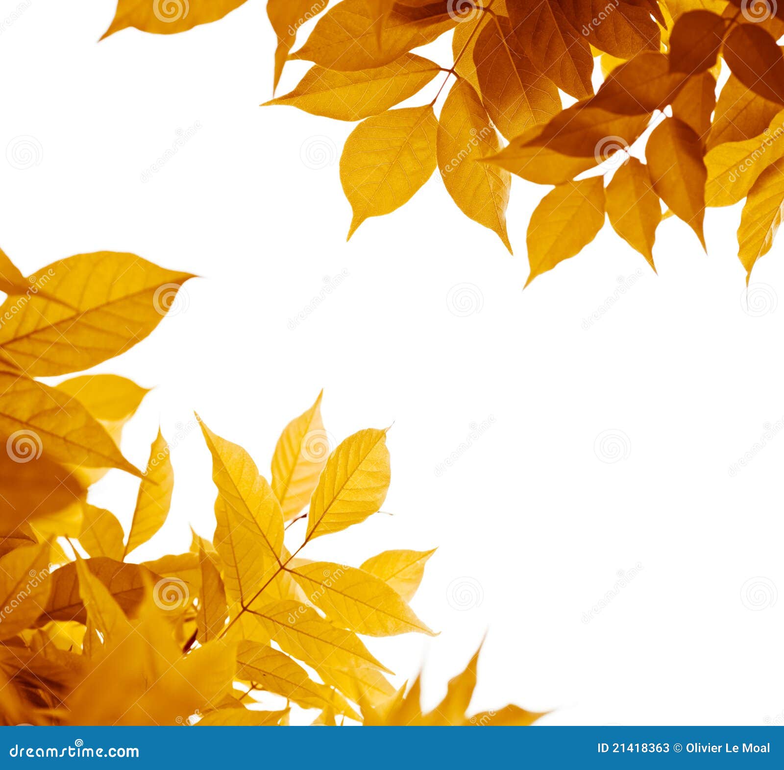 Fall Season Takes Effect For This Large Tree Losing Its Leaves Royalty ...