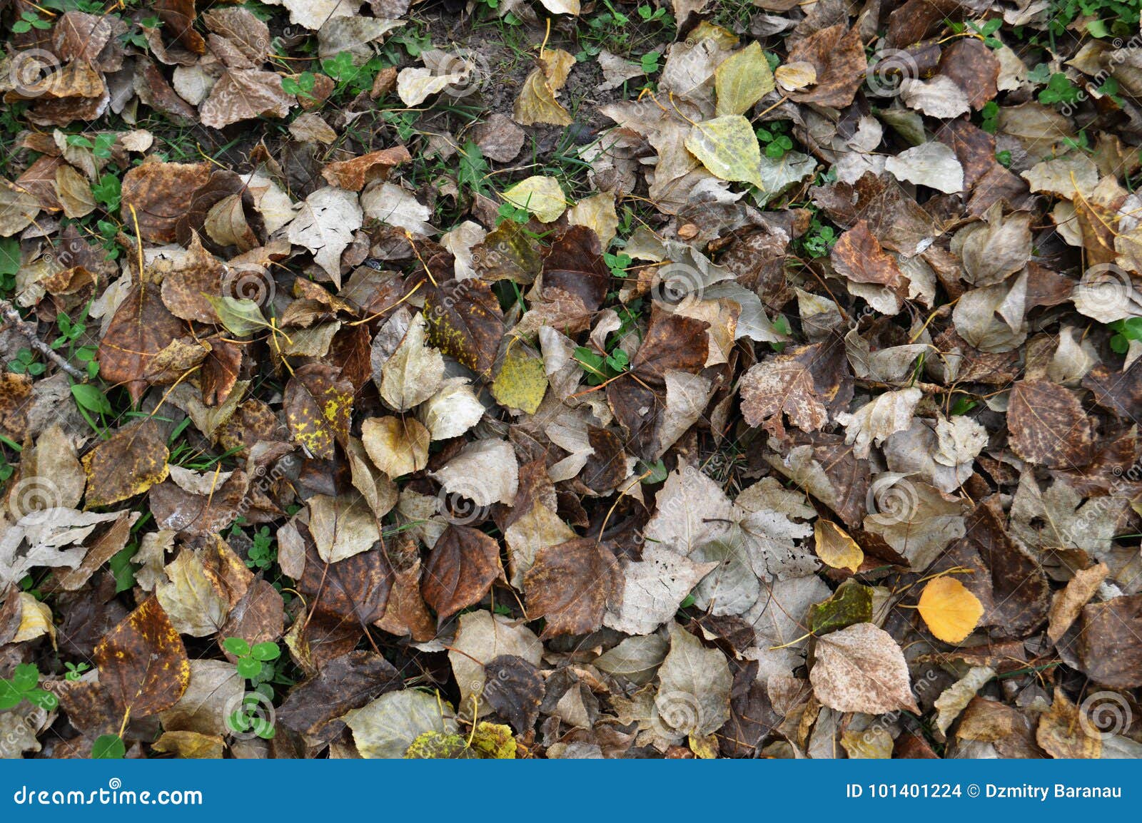 Autumn Leaves Fall To the Ground Stock Photo - Image of color ...