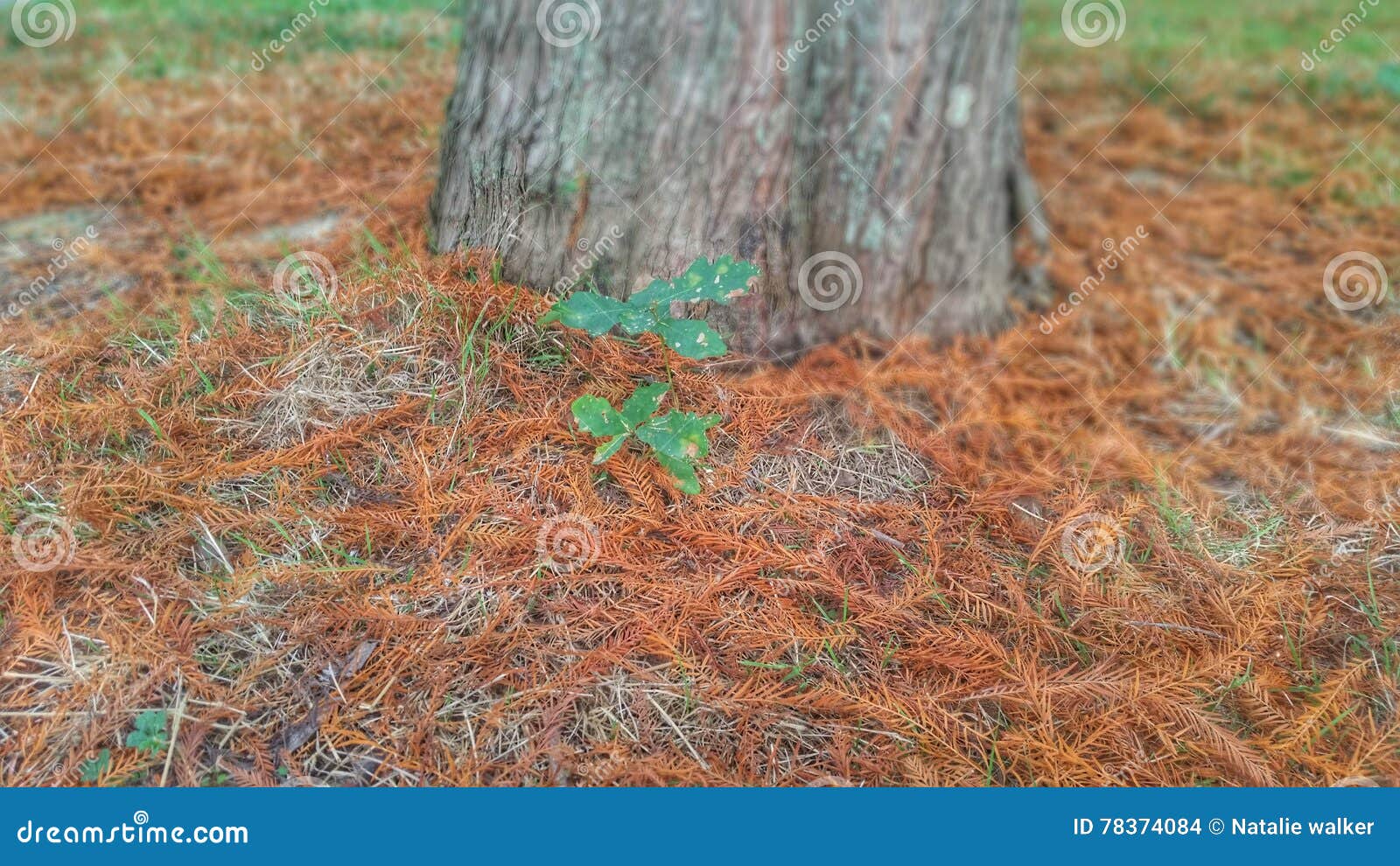 Autumn leaves stock photo. Image of fallen, base, tree - 78374084