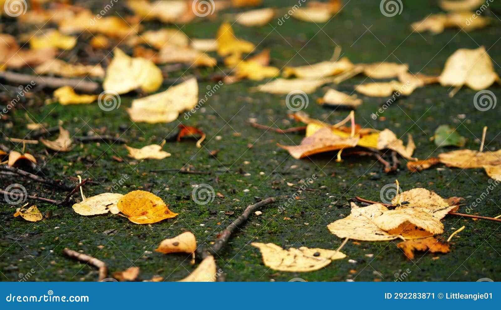 Autumn Leaves Fallen on Floor Close Up Stock Video - Video of bright ...