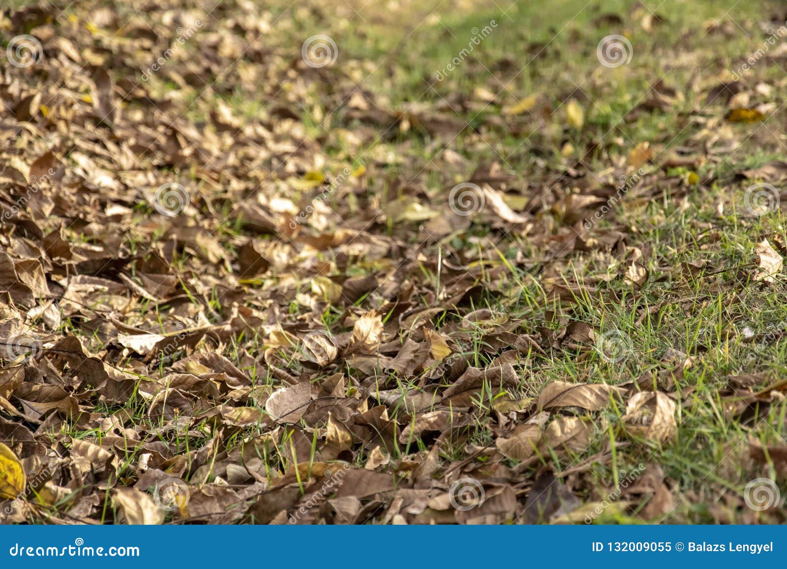 Autumn Leaves Fallen on the Ground Stock Image - Image of color ...