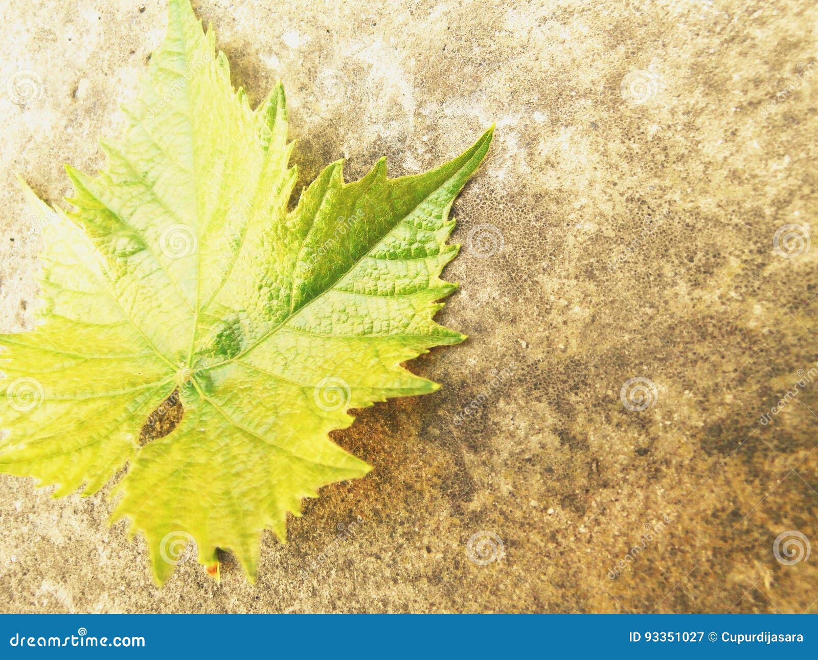 Autumn Leaves are Falling Down Stock Image - Image of seasonal, asphalt ...