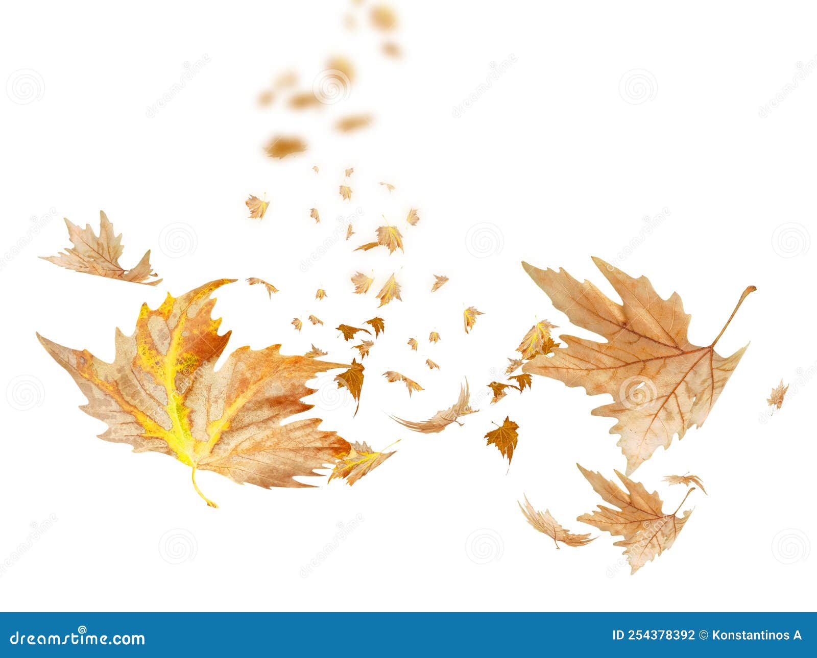 Autumn Leaves Falling and Flying by the Wind Isolated for Background ...