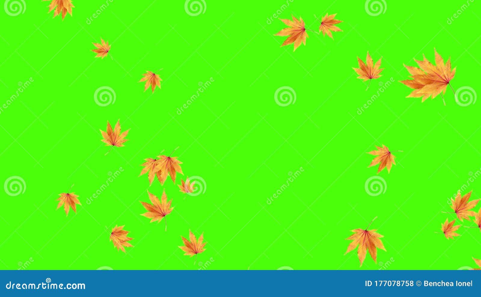Autumn Leaves Falling, Green Screen Seamless Loop Stock Footage - Video ...