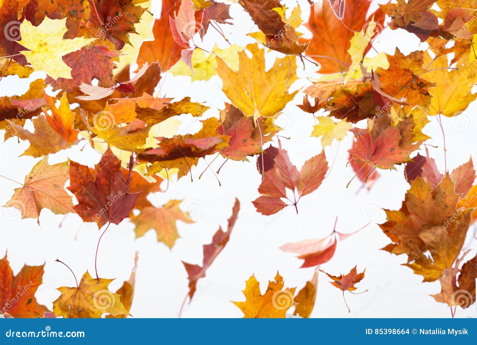 Autumn leaves are falling. stock photo. Image of group - 85398664