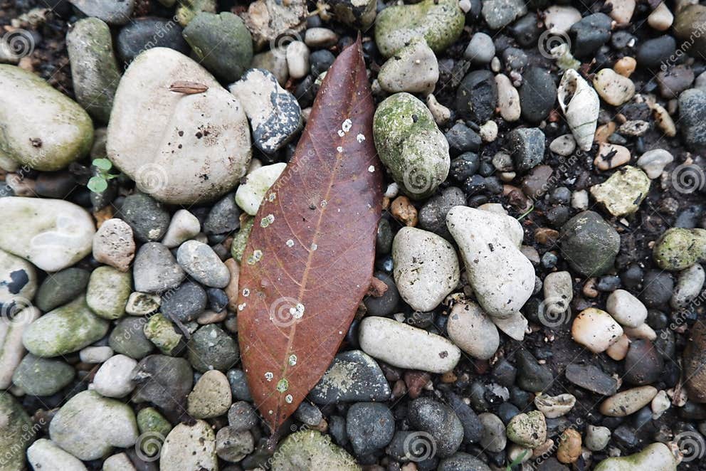 Autumn Leaves Falling among the Pebbles Stock Photo - Image of falling ...