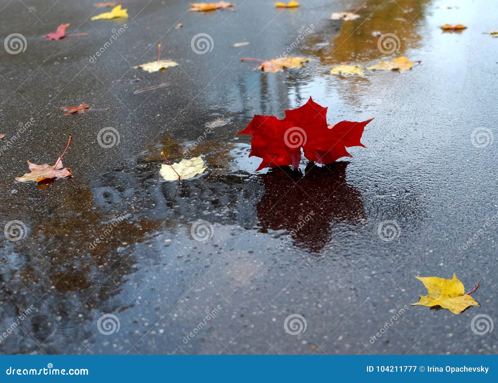 Autumn Leaves Falling in a Puddle Stock Image - Image of plant, fall ...