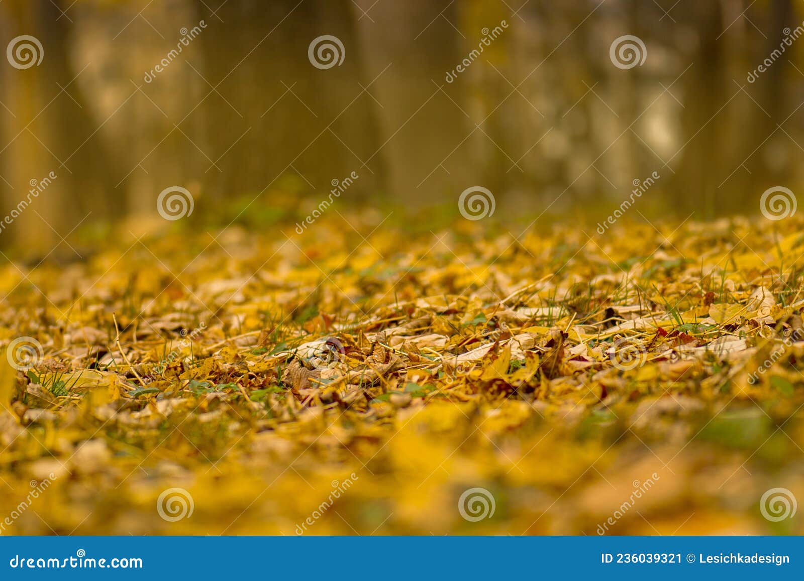 Autumn Leaves Falling and Spinning. Beautiful Colored Autumn Leaves ...