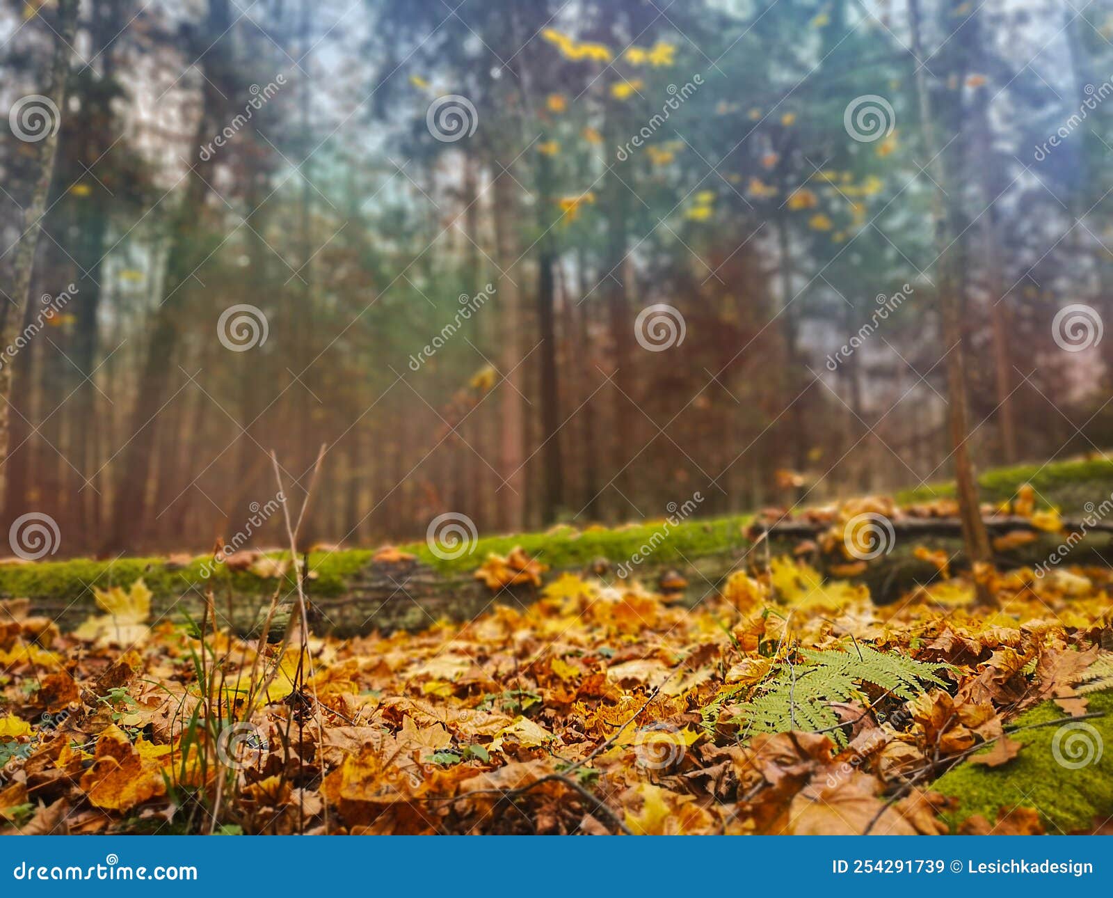 Autumn Leaves Falling and Spinning. Beautiful Colored Autumn Leaves ...