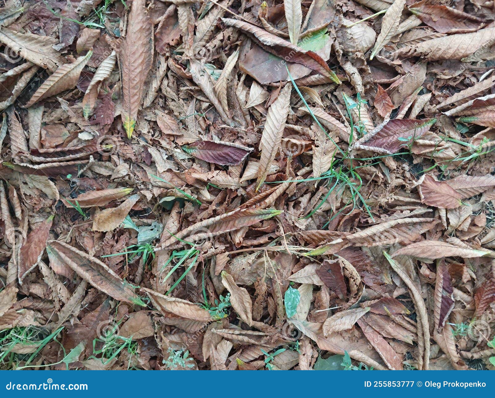 Autumn Leaves Fell from the Trees Stock Image - Image of burn, outdoors ...