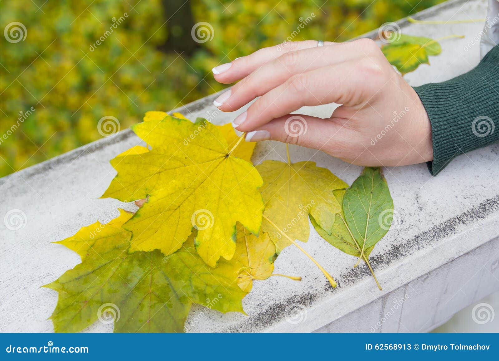 Autumn Leaves in a Female Hand Stock Image - Image of closeup, full ...