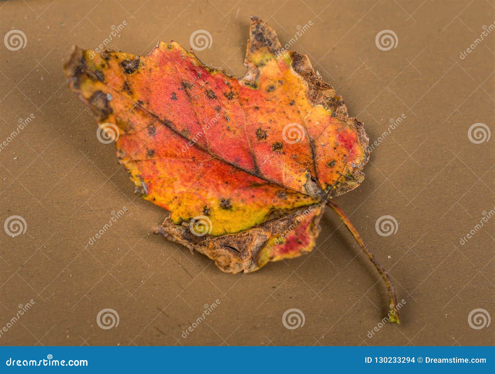 Autumn leaves on fire stock photo. Image of leaves, fire - 130233294