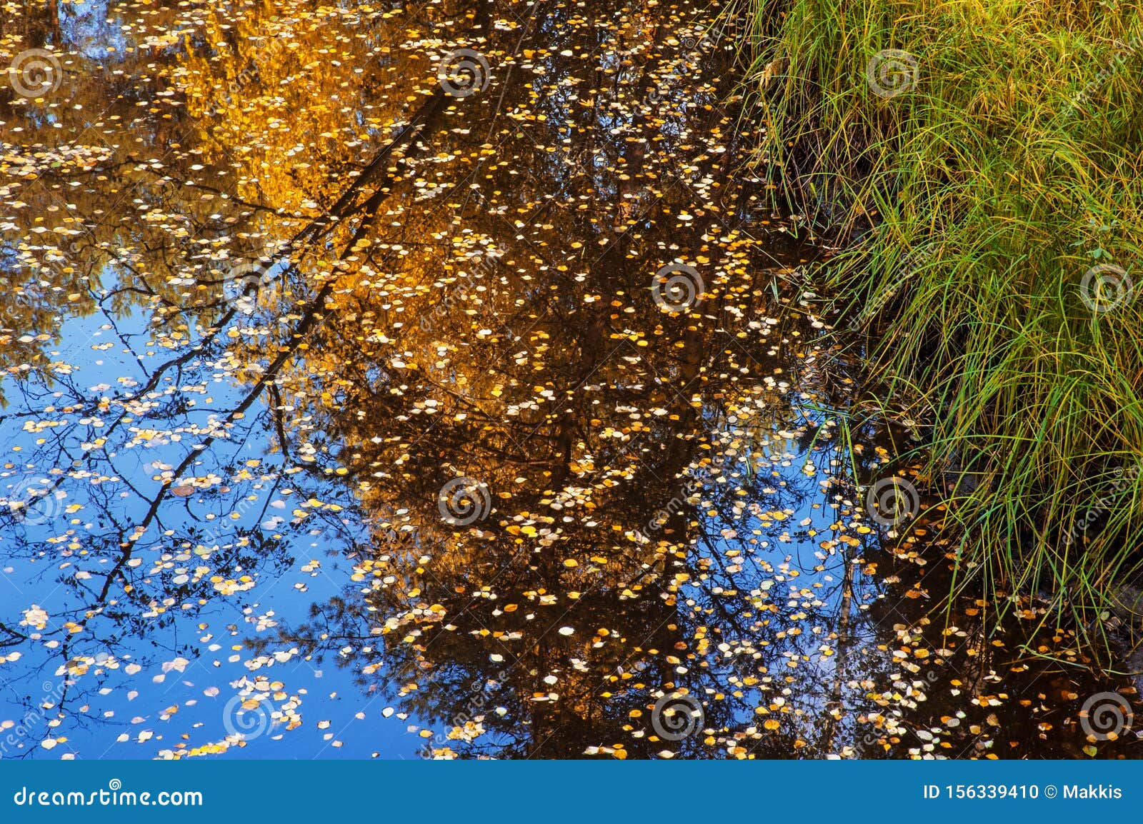 Autumn Leaves Floating on Water Surface Stock Photo - Image of ... Autumn Leaves Floating on Water Surface Stock Photo - Image of ...