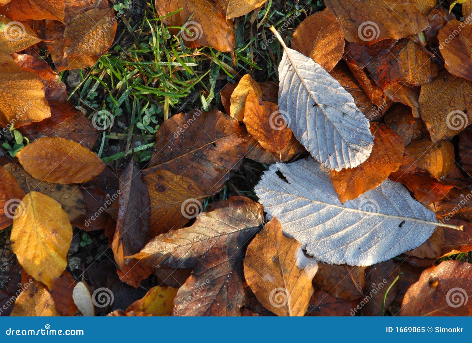 Autumn leaves on the floor stock image. Image of decay - 1669065