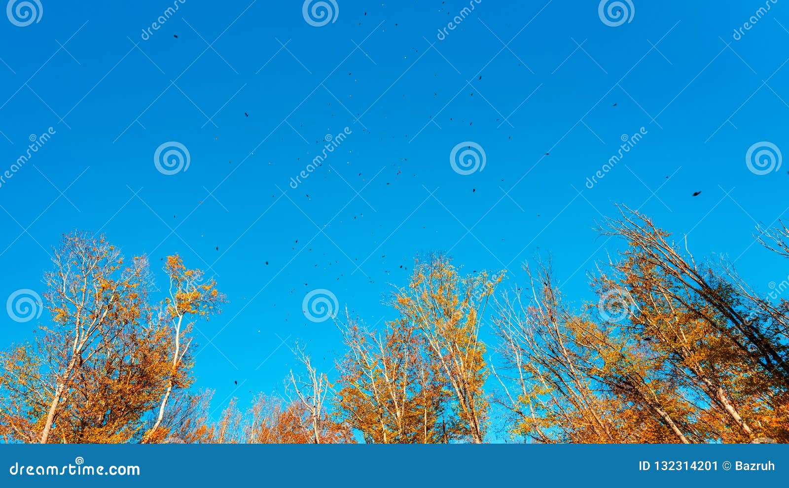 Autumn Leaves Flying in Wind Stock Image - Image of colors, season ...