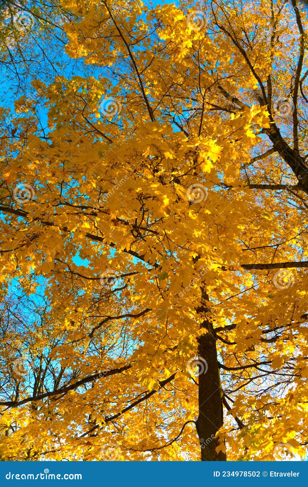 Autumn Leaves. Autumn Foliage at Sky Background Stock Photo - Image of ...