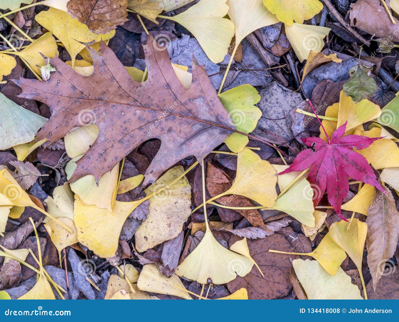 Autumn Leaves on Forest Floor Stock Photo - Image of floor, trees ...