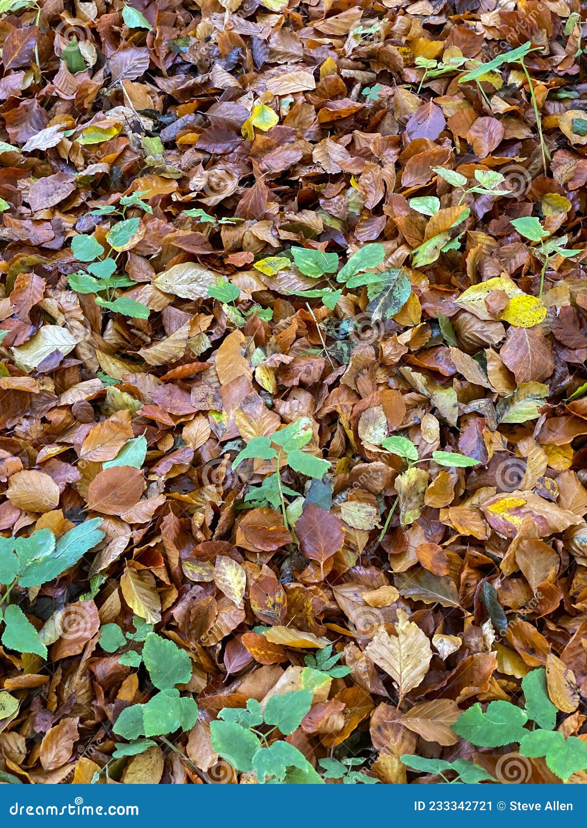 Autumn Leaves - Forest Floor Stock Image - Image of woodland, autumn ...