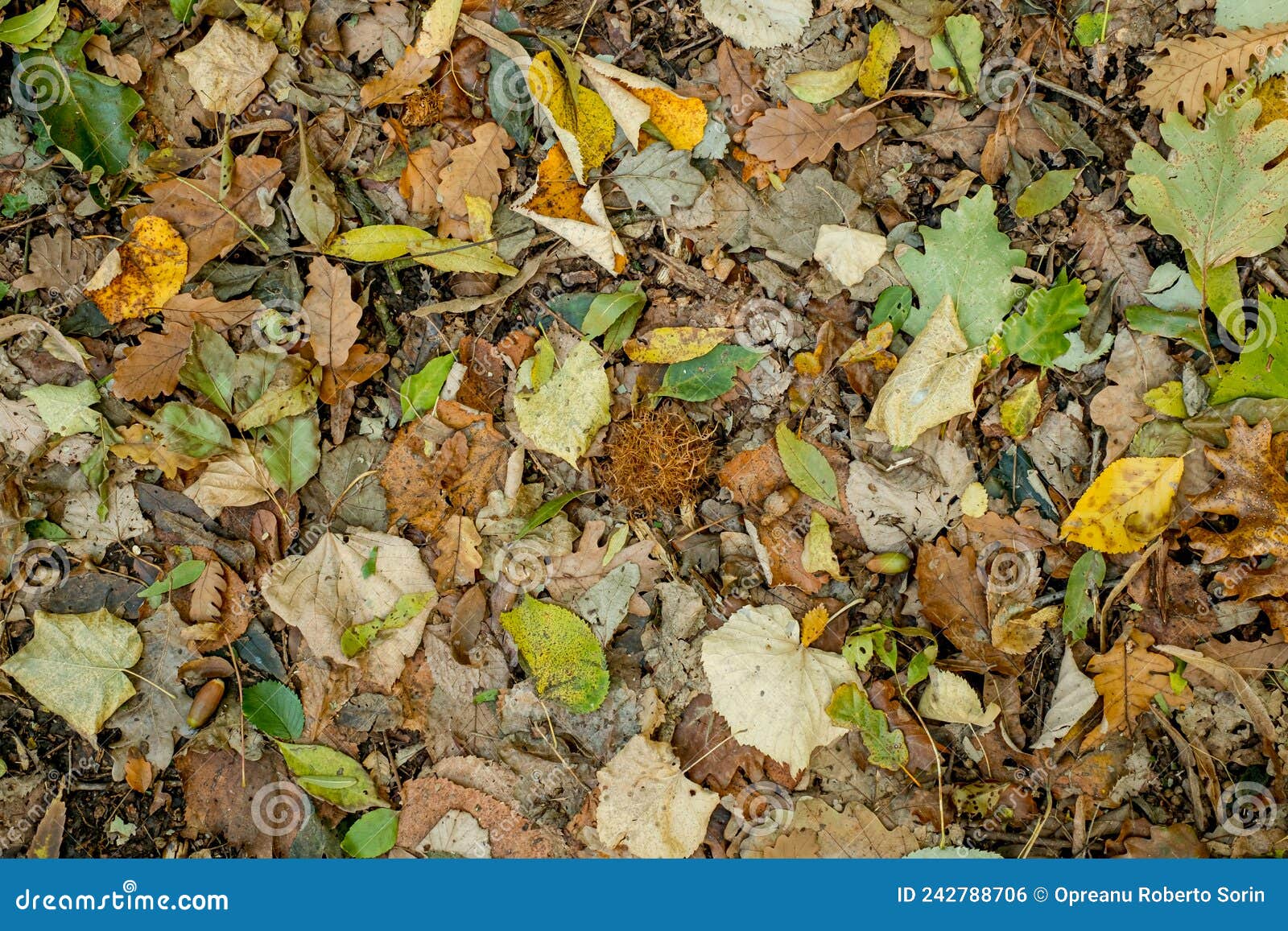 Autumn Leaves on Forest Floor Stock Photo - Image of detail, foliage ...