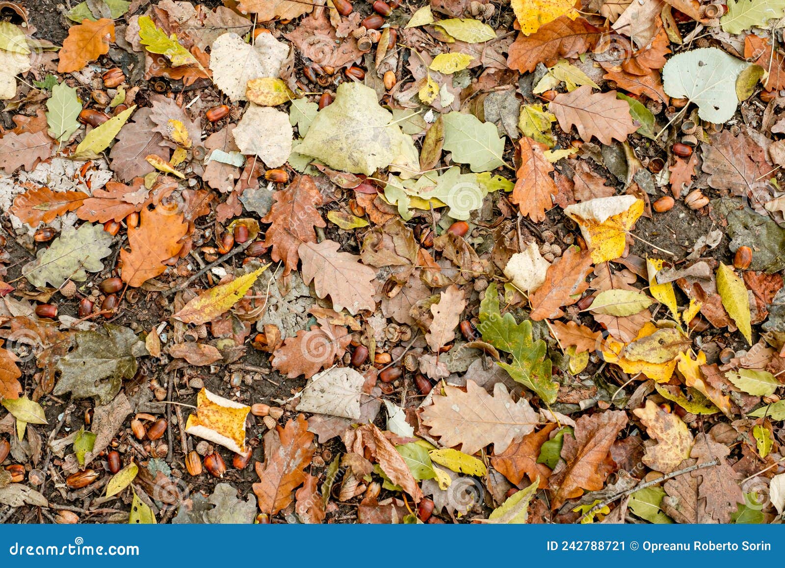 Autumn Leaves on Forest Floor Stock Image - Image of foliage, flora ...