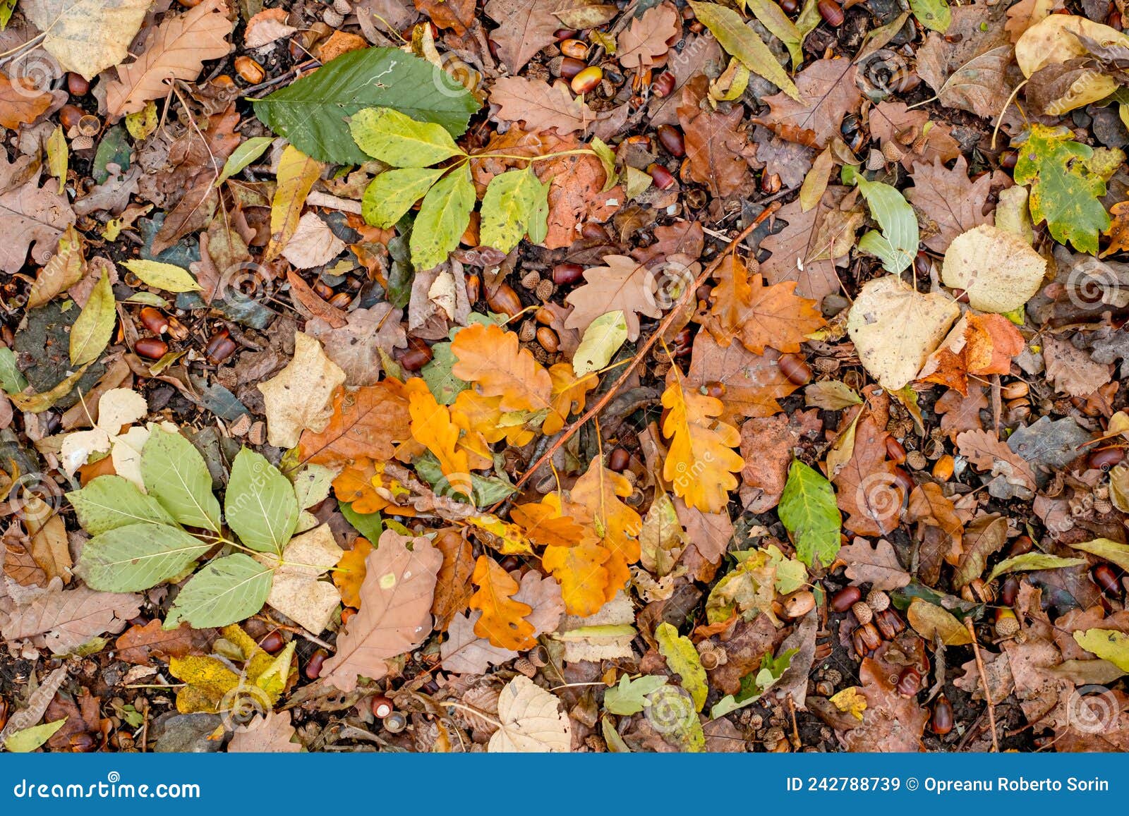 Autumn Leaves on Forest Floor Stock Image - Image of death, floor ...