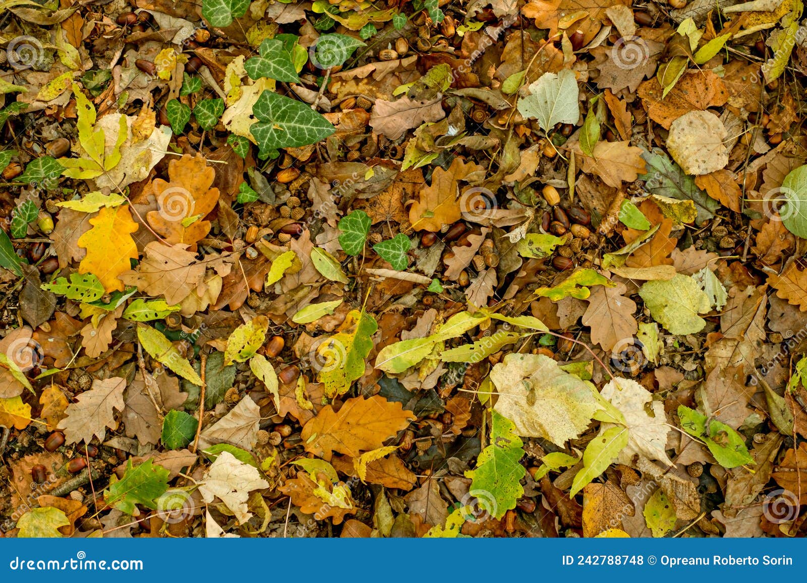 Autumn Leaves on Forest Floor Stock Photo - Image of detail, maple ...