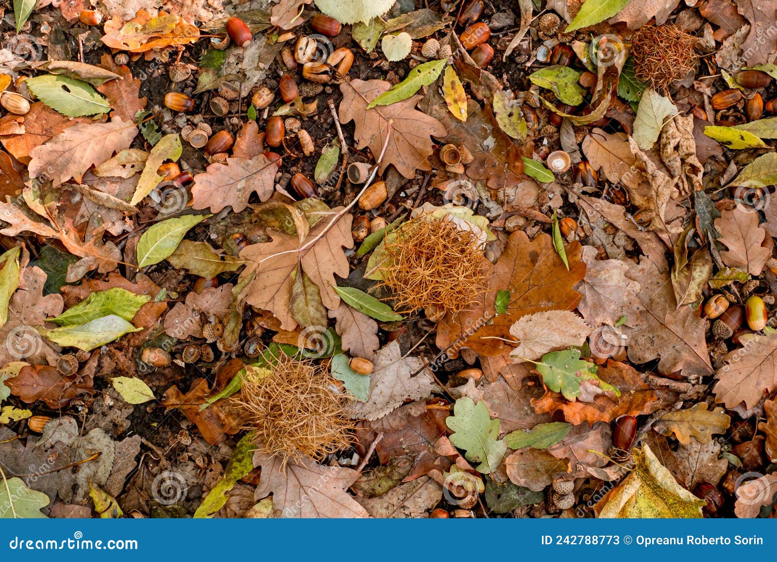 Autumn Leaves on Forest Floor Stock Image - Image of colourful, floor ...