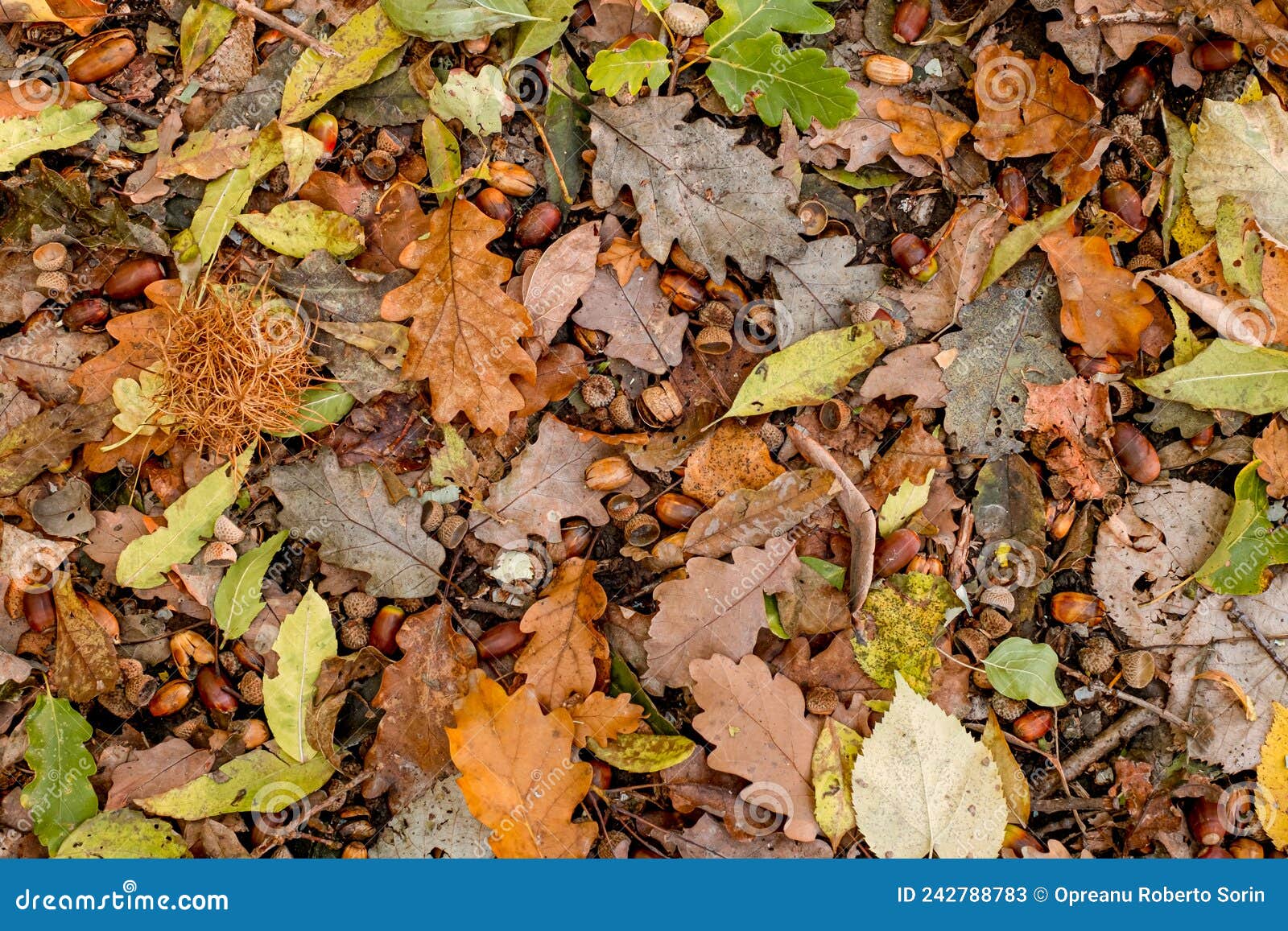 Autumn Leaves on Forest Floor Stock Image - Image of flora, colourful ...